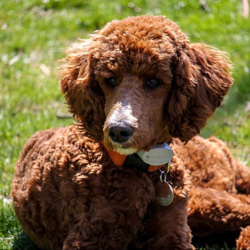 Schattige Poedel honden bij Dierenplezier te Boechout