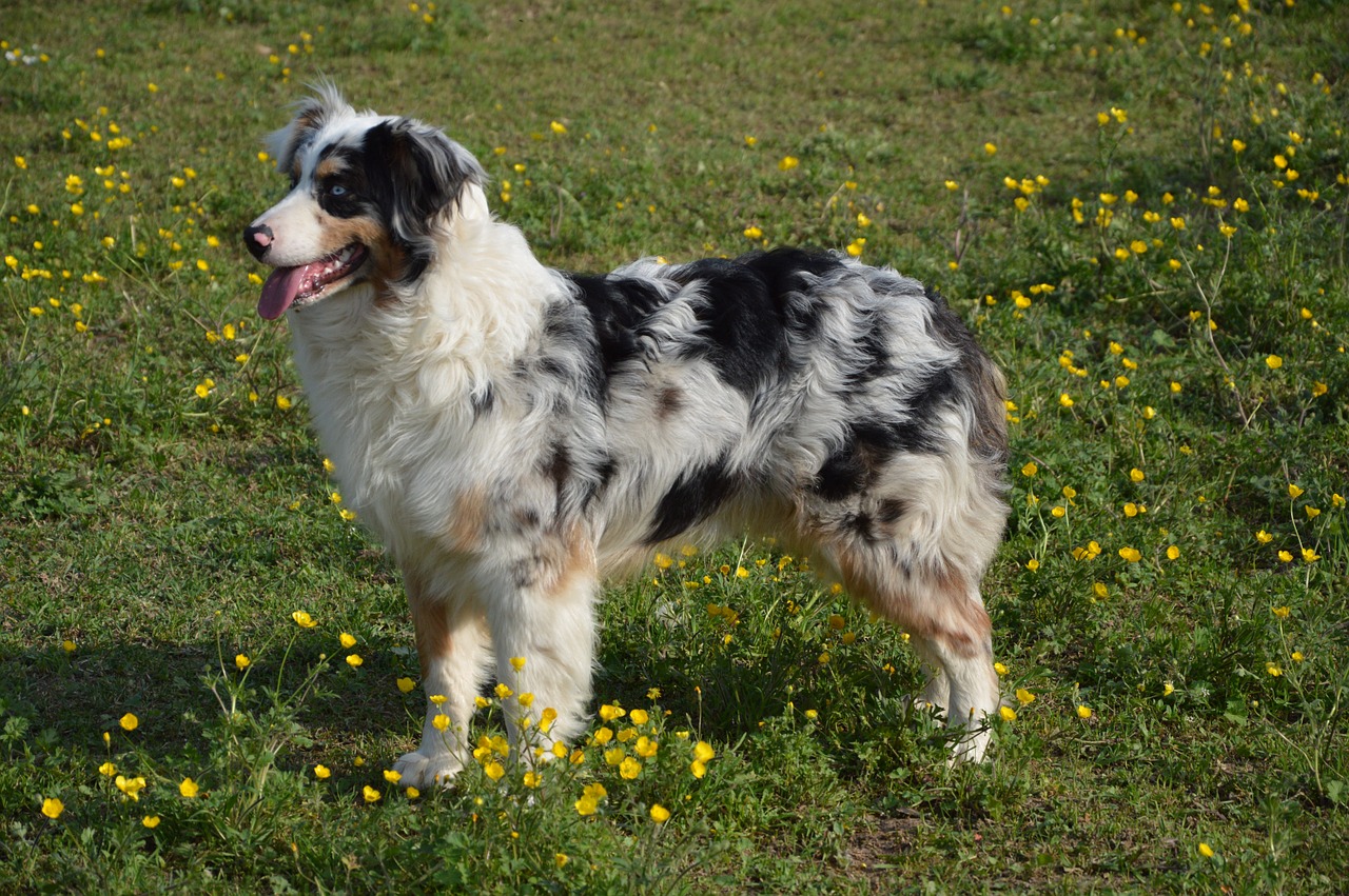 Australische Herder honden bij Dierenplezier Boechout